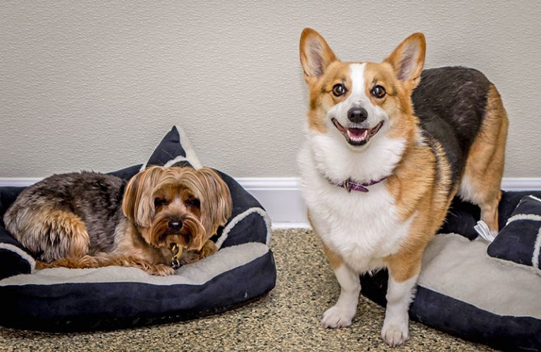 dog-boarding-policies-ladeda-pet-spa