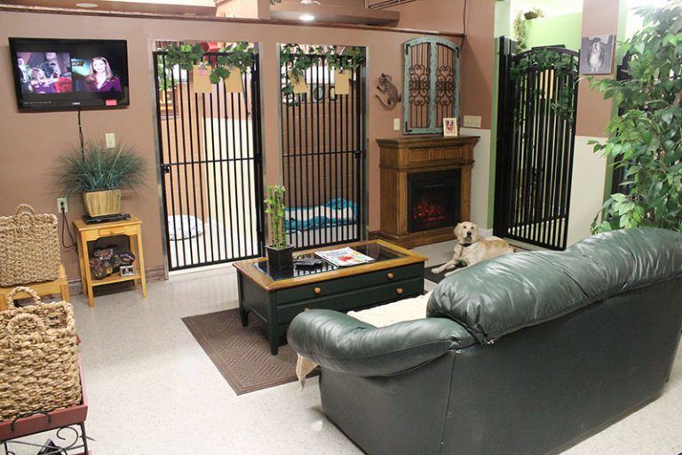 dog-boarding-policies-ladeda-pet-spa