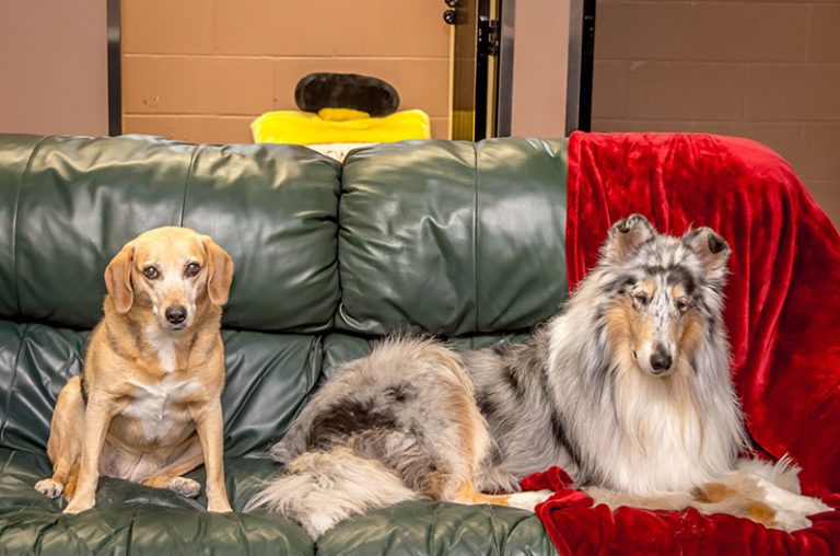 Dog Boarding Policies LaDeDa Pet Spa Dog Boarding Policies LaDeDa Pet Spa